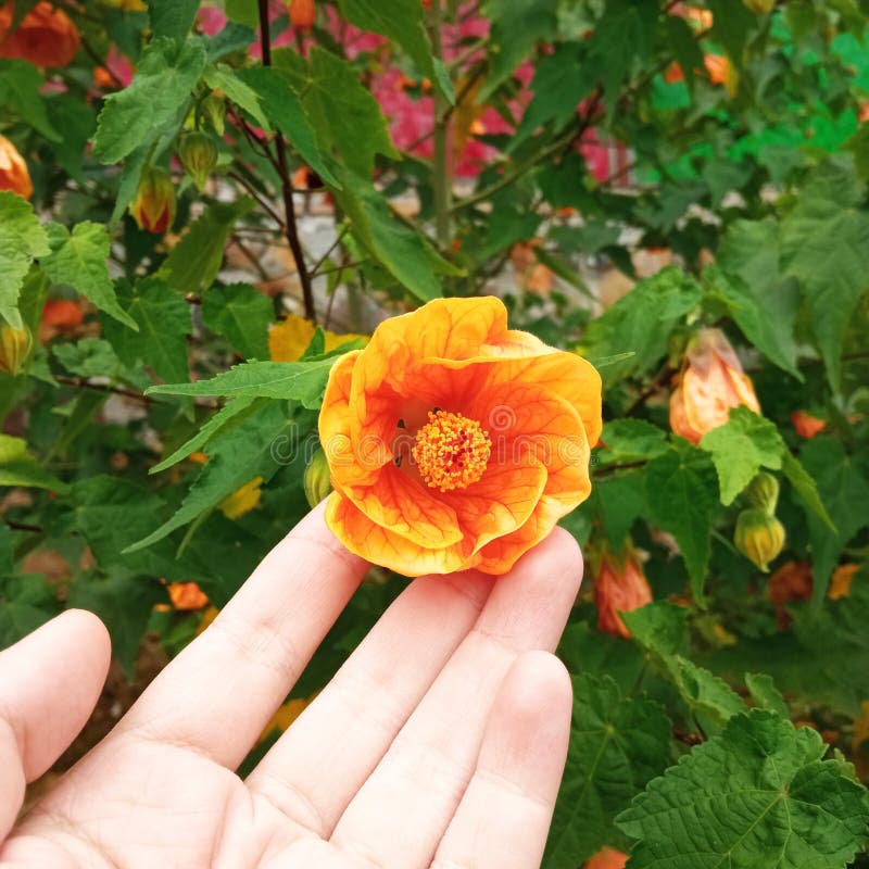 Beautiful Abutilon Darwinii Flower Stock Photos - Free & Royalty-Free ...