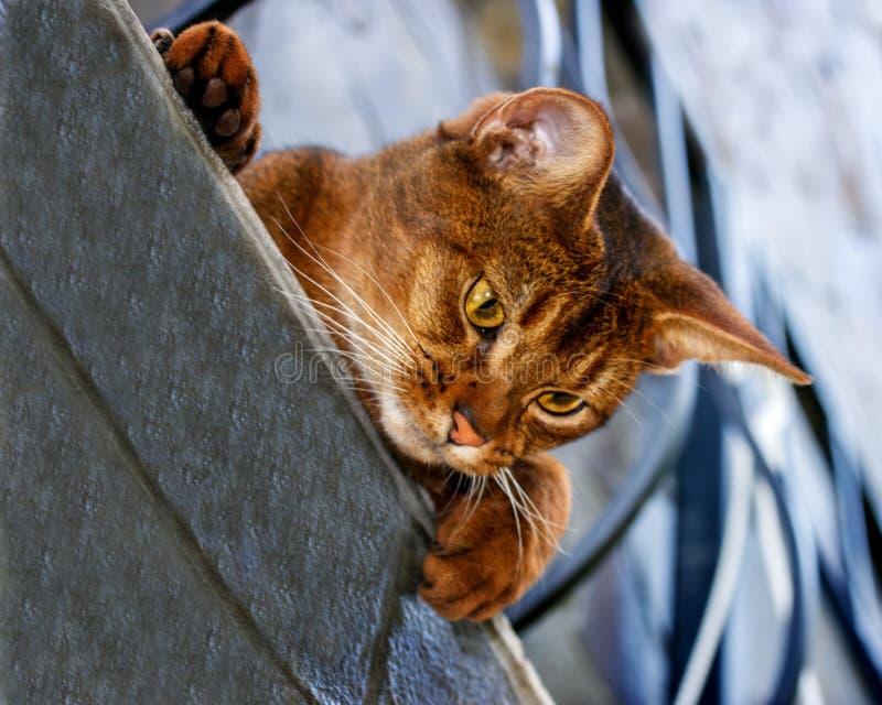 Beautiful Abyssinian Cat Close Up. Stock Photo - Image of feline ...
