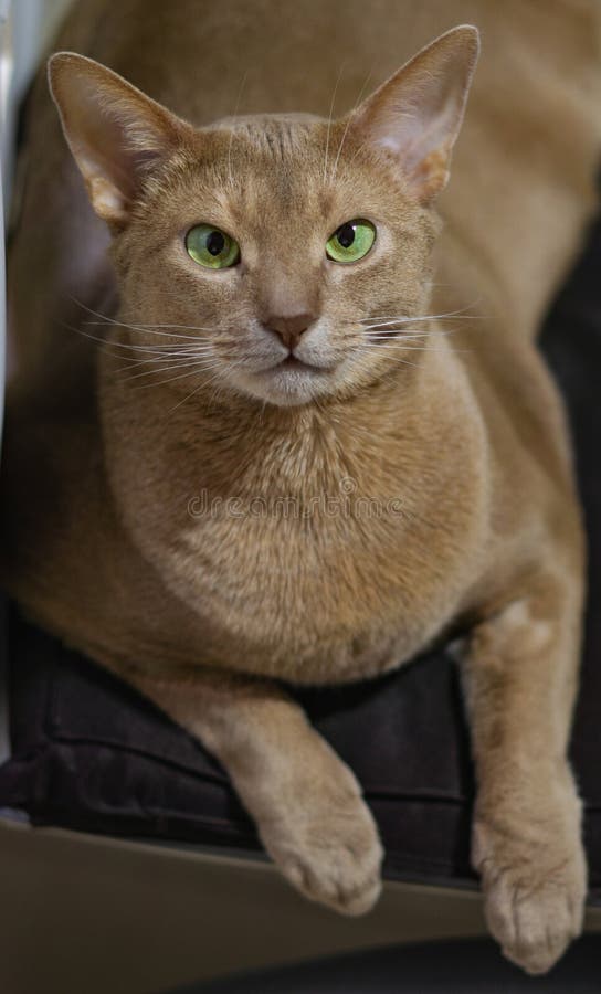 Beautiful Abyssinian Cat Posing Stock Image - Image of posing, portrait ...