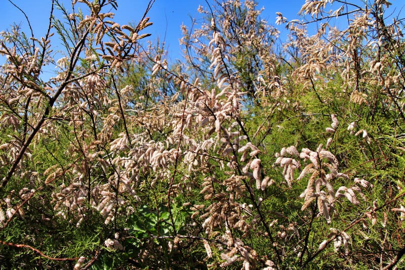 Beautiful Acacia Tree in Spring Stock Image - Image of garden, pollen ...