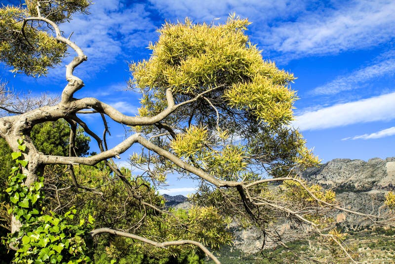 Beautiful Acacia Tree Under Blue Sky Stock Image - Image of outside ...