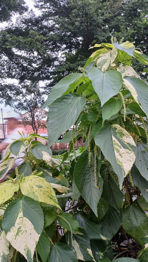 Beautiful Acalypha Wilkesiana in the Morning Stock Photo - Image of ...