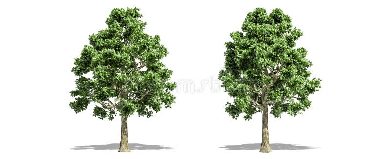 Acer Tree Isolated stock illustration. Illustration of branch - 34045362