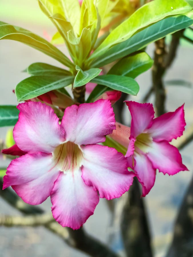 Beautiful Adenium Or Desert Rose Flower Pink Adenium Flower With Blur