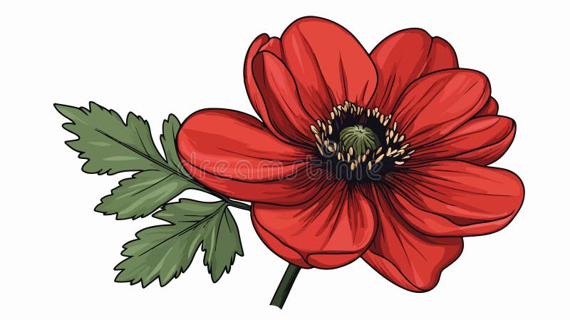 Beautiful Adonis Flower Vector Illustration Isolated on White ...
