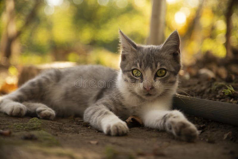 Laying down cat stock image. Image of enjoy, light, breeding - 259912603
