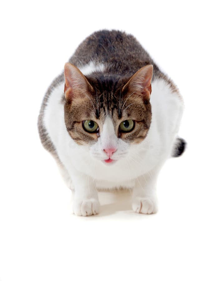 2,084 Crouching Cat Photos - Free & Royalty-Free Stock Photos from ...