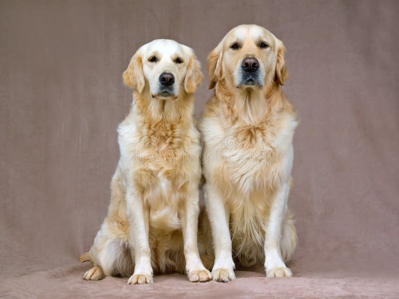 2 Golden Retrievers in Field of Fall Leaves Stock Photo - Image of pets ...