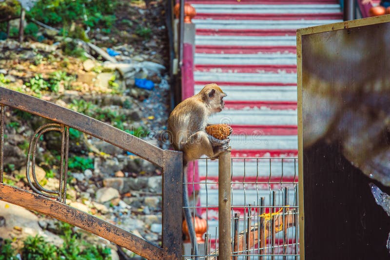 Beautiful Adult Macaque Monkey Stock Image - Image of closeup, eyes ...