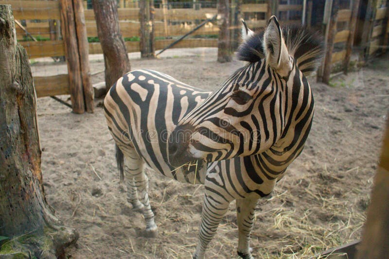 Beautiful Adult Zebra in Captivity in the Zoo Stock Photo - Image of ...