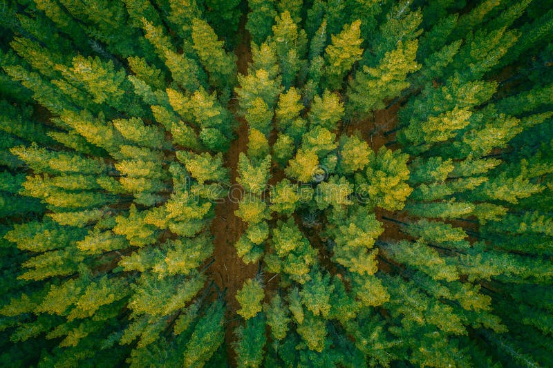 View of Pine Tree Tops at Sunset. Stock Photo - Image of outdoor ...