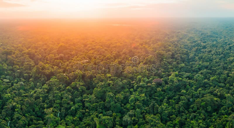 Beautiful Aerial View of the Amazon Jungle with the Reflection of the ...