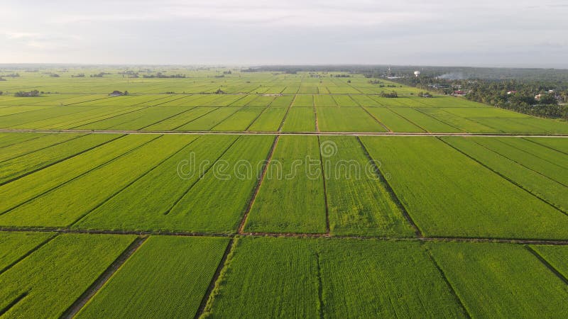 A Beautiful Aerial View Paddy Field Using Drone Stock Photo - Image of ...
