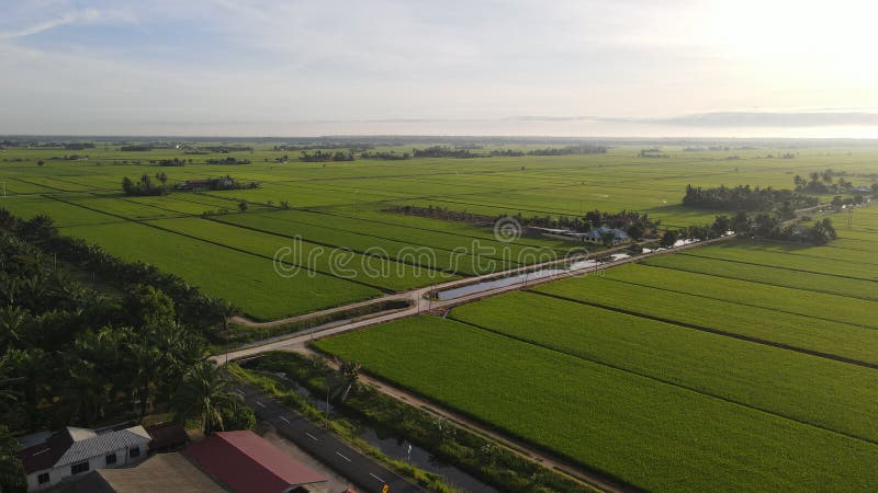 A Beautiful Aerial View Paddy Fields Stock Photo - Image of paddy ...