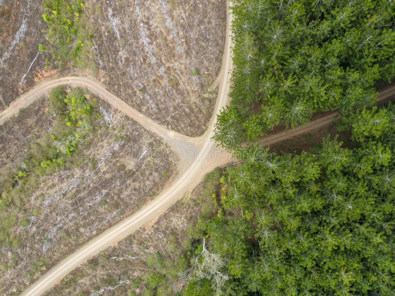 Beautiful Aerial View of a Pine Tree Forest Stock Photo - Image of ...