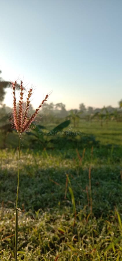 A Beautiful and Aesthetic Flower on the Savanna in Spring Stock Photo ...
