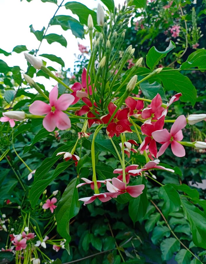 Beautiful Aesthetic Flowers that Have Bloomed are Red? Stock Photo ...