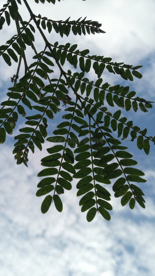 Beautiful and Aesthetic Portrait of Leaf Twigs Facing the Blue Sky ...