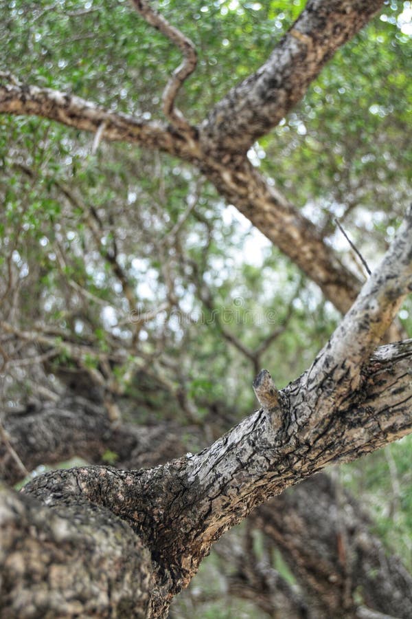 Beautiful and Aesthetic Tree Bark Stock Photo - Image of gardening ...