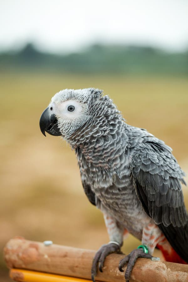 Parrots stock photo. Image of tropical, life, couple - 109011590