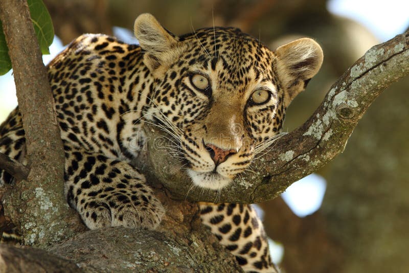 Beautiful African Leopard on a Branch of a Tree Captured in the African ...