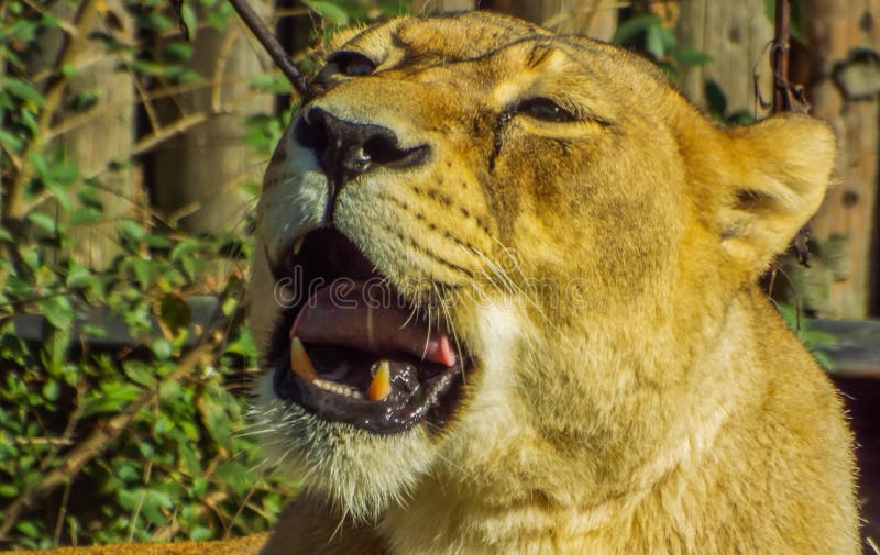 Beautiful African Lioness Face Stock Image - Image of greatness, brown ...