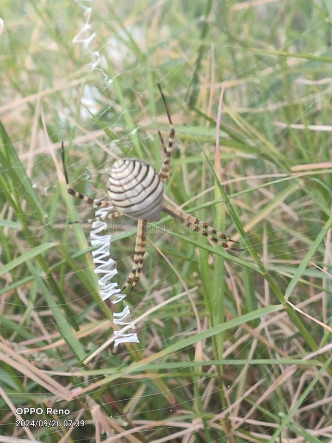 Beautiful African Spider on it& X27;s Web Stock Photo - Image of spider ...