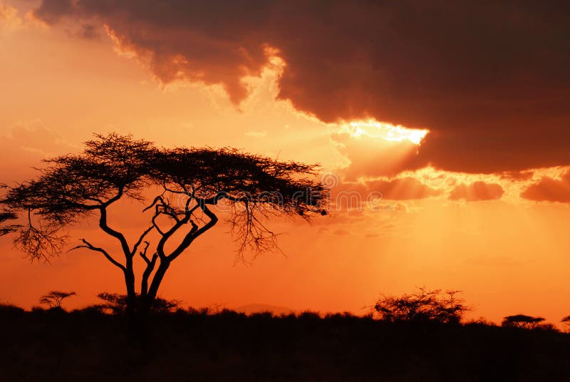 Beautiful african sunset stock photo. Image of acacia - 8889452