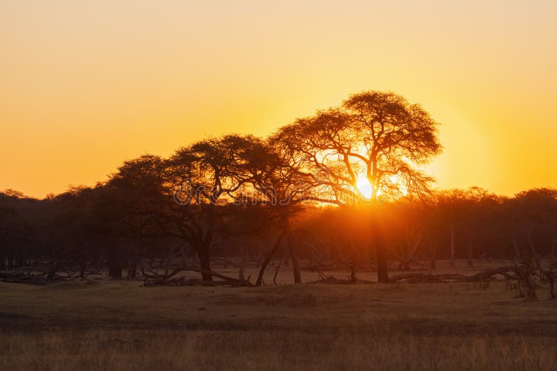 A Beautiful African Tree Sunset Stock Photo - Image of sunset, park ...