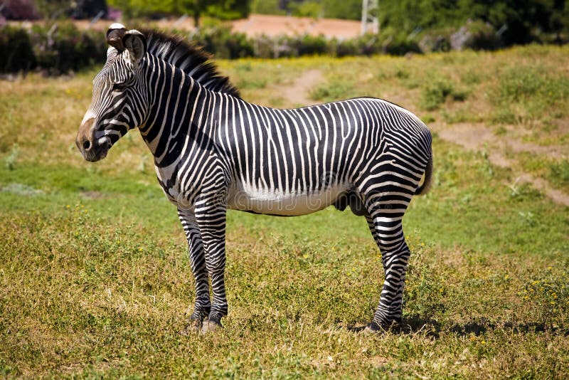 Beautiful african Zebra stock photo. Image of friendly - 12712716