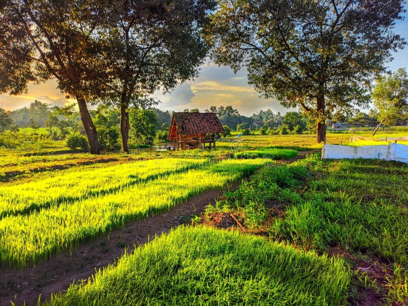 Beautiful Afternoon Atmosphere in the Village Rice Fields Stock Photo ...