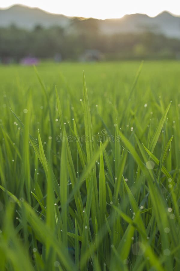 Evening Dew on the Edge of the Rice Fields Stock Photo - Image of ...