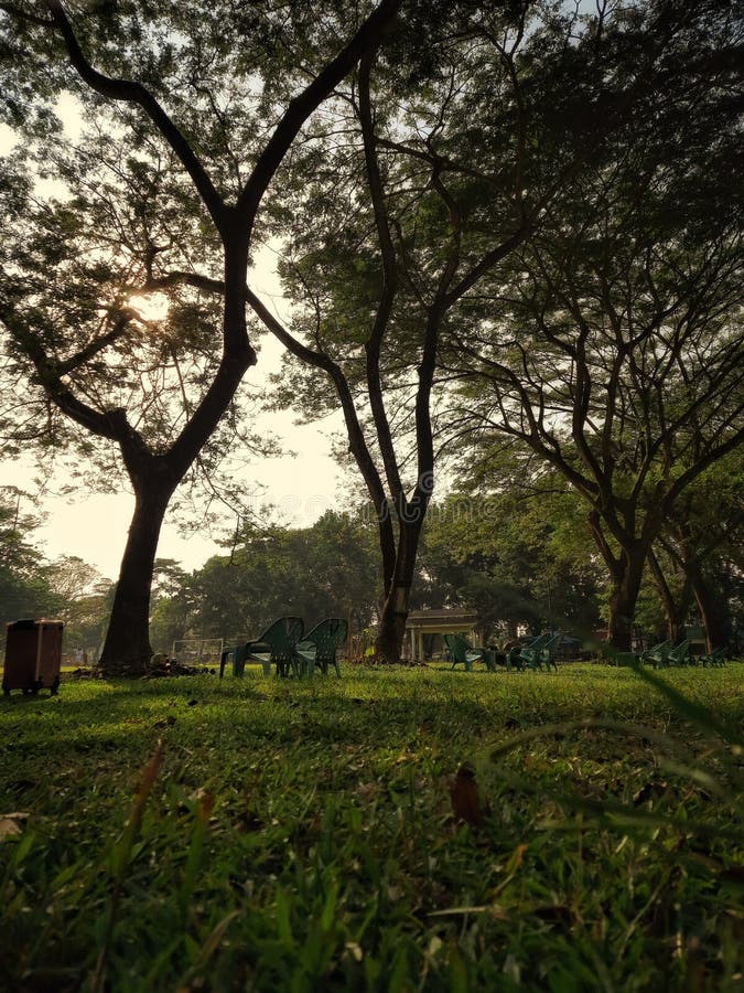 A Beautiful Afternoon Scenery Under the Tree Stock Photo - Image of ...