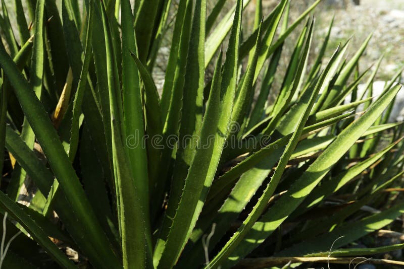 Beautiful Agave with Green Leaves Growing Outdoors, Closeup Stock Photo ...