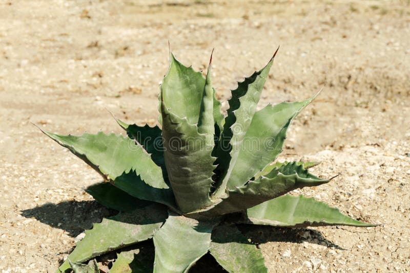 Beautiful Agave Plant Growing Outdoors on Sunny Day Stock Image - Image ...