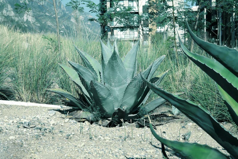 Beautiful Agave Plants Growing Outdoors on Sunny Day Stock Image ...