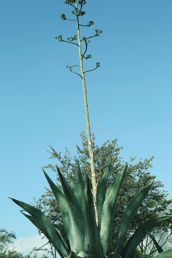 Beautiful Agave Plants Growing Outdoors on Sunny Day, Low Angle View ...