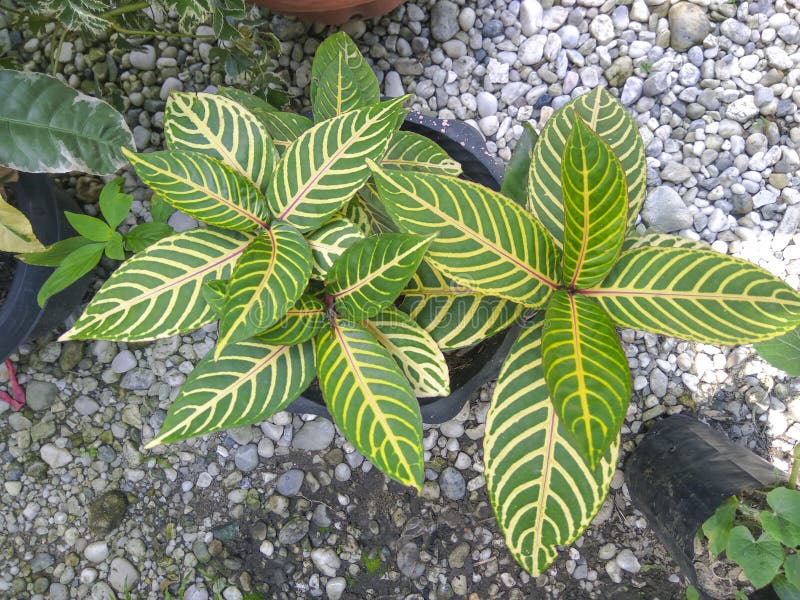 Beautiful Aglonema Red Sumatra Flower in Top View Stock Image - Image ...