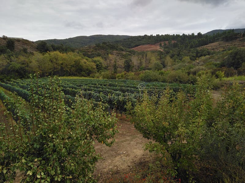 The Beautiful Agricultural Land Stock Photo - Image of farmland ...