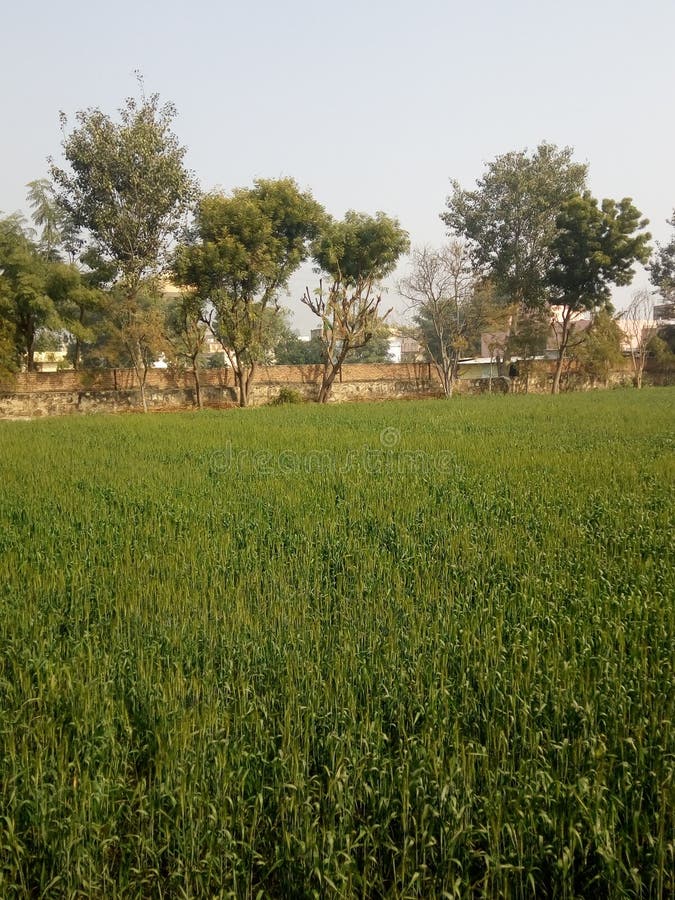 Beautiful Agricultural Land Stock Photo - Image of land, boundaries ...