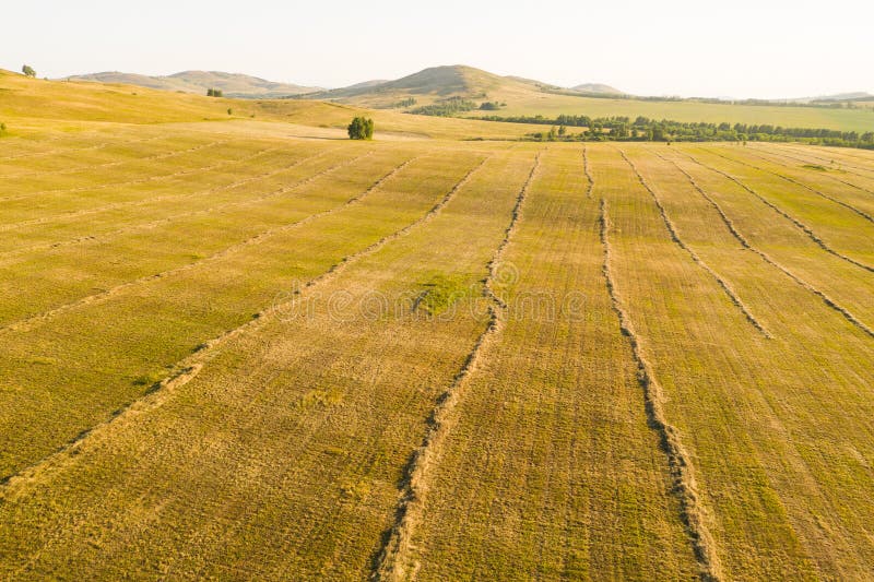 Agriculture Fields with Dry Rows of Fresh Hay Stock Image - Image of ...