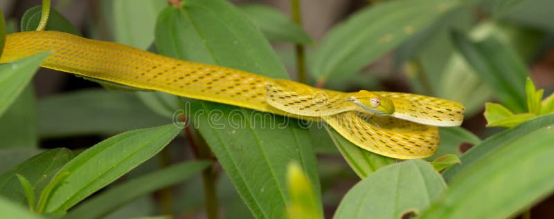 Beautiful Ahaetulla Snake in Borneo Indonesia. Stock Image - Image of ...
