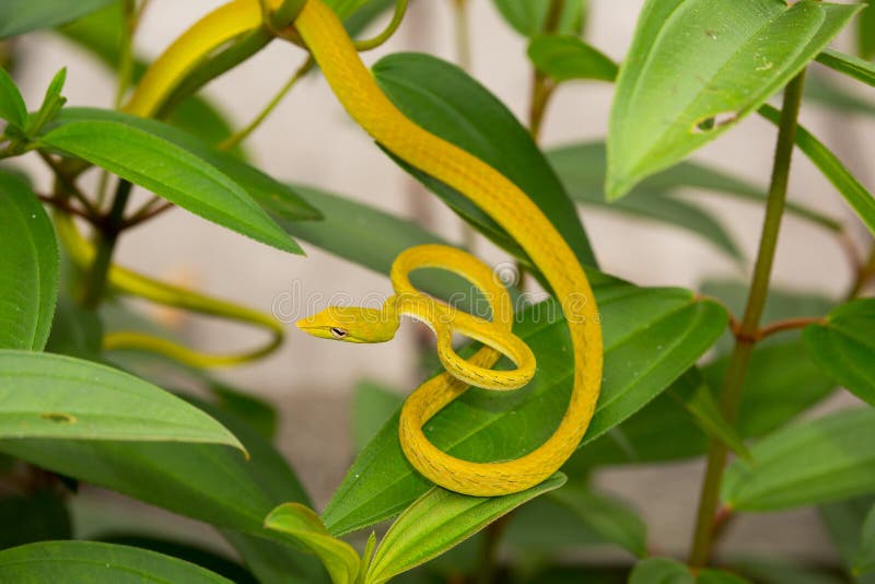 Beautiful Ahaetulla Snake in Borneo Indonesia. Stock Image - Image of ...