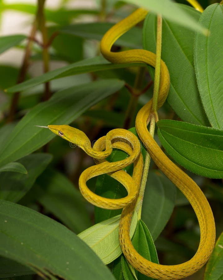 Beautiful Ahaetulla Snake in Borneo Indonesia. Stock Image - Image of ...