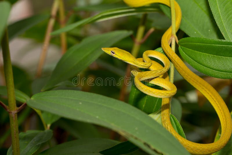 Beautiful Ahaetulla Snake in Borneo Indonesia. Stock Photo - Image of ...