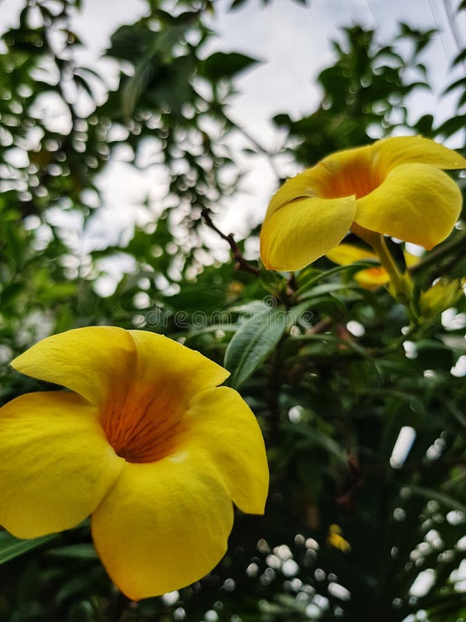 Alamanda flowers stock image. Image of blossom, flowers - 99138043