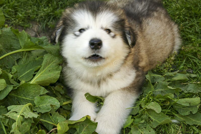 Beautiful Alaskan Malamute Puppy in Wolf Grey Stock Image - Image of ...