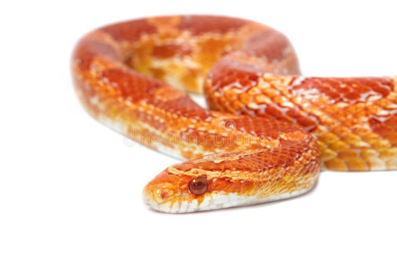 Albino corn snake stock photo. Image of slithering, white - 27132224