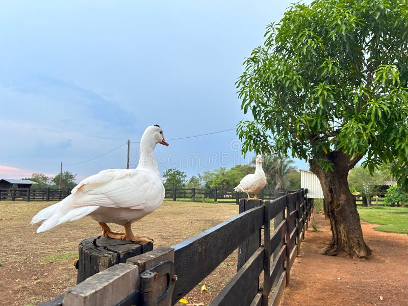 Beautiful Albino Ducks on the Farm Stock Image - Image of neck, beak ...
