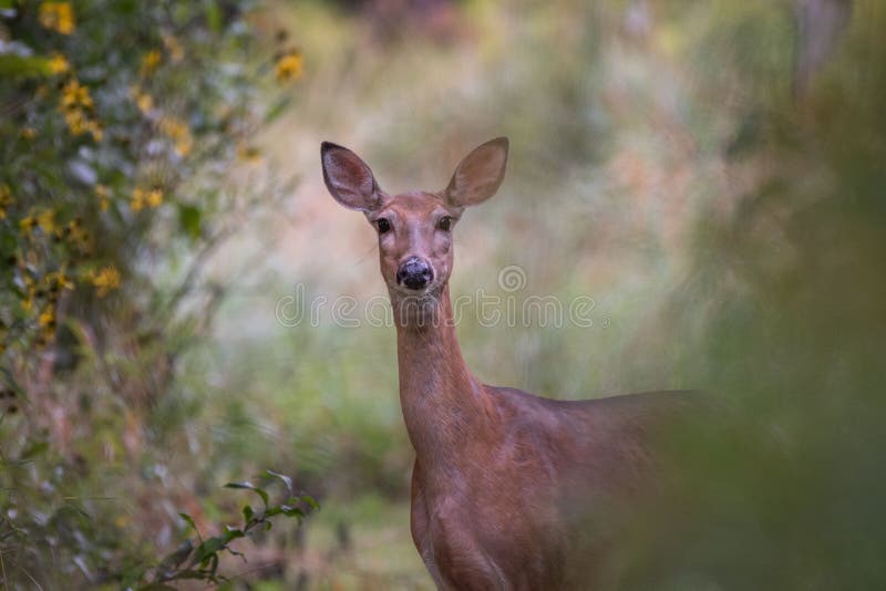 Beautiful Alert White-tailed Doe Standing on a Rural Field Stock Photo ...